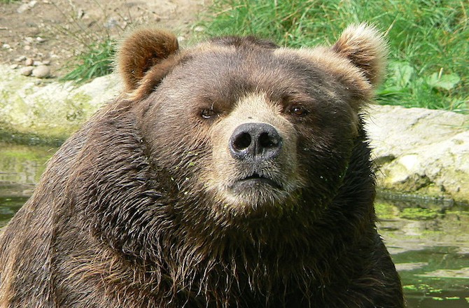 What Is Fancy Bear Up To Now What Is Fancy Bear Up To Now